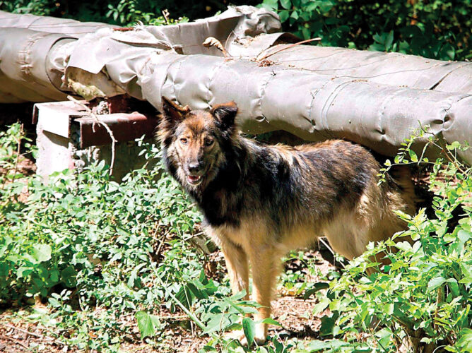 Can the dogs of Chernobyl teach us new survival tricks? | News, Sports ...